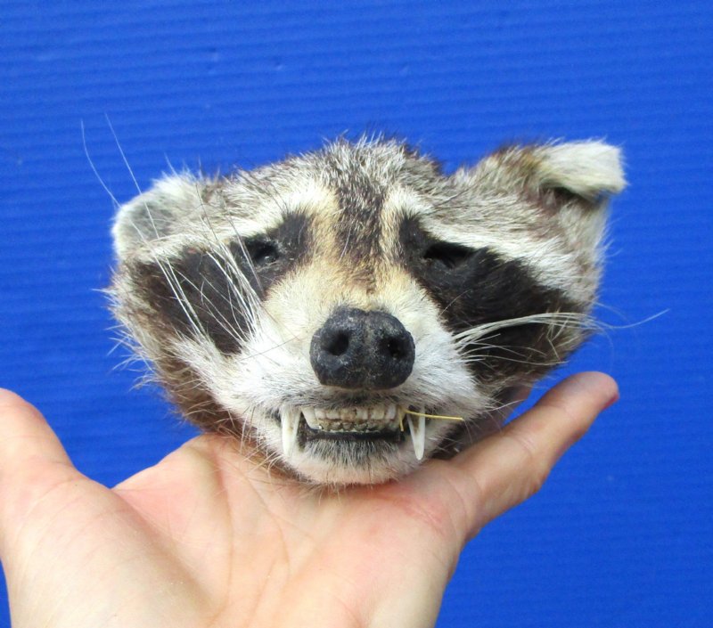 Raccoon Head Taxidermy