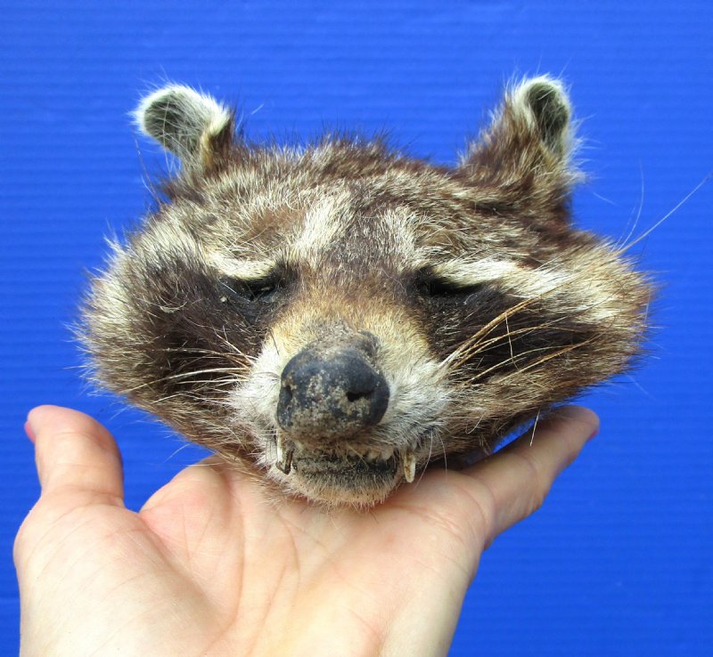 Raccoon Head Taxidermy