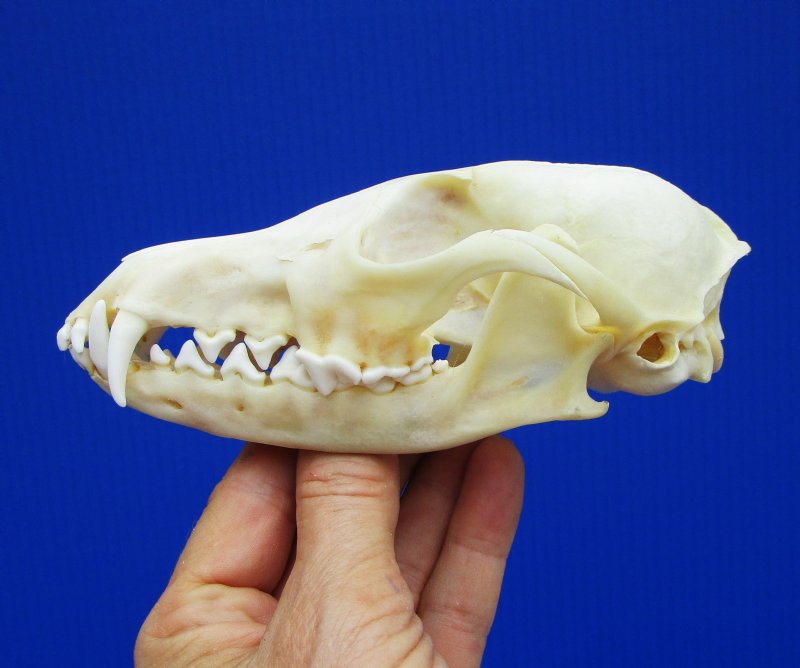 5-3/4 inches Real Red Fox Skull for Sale