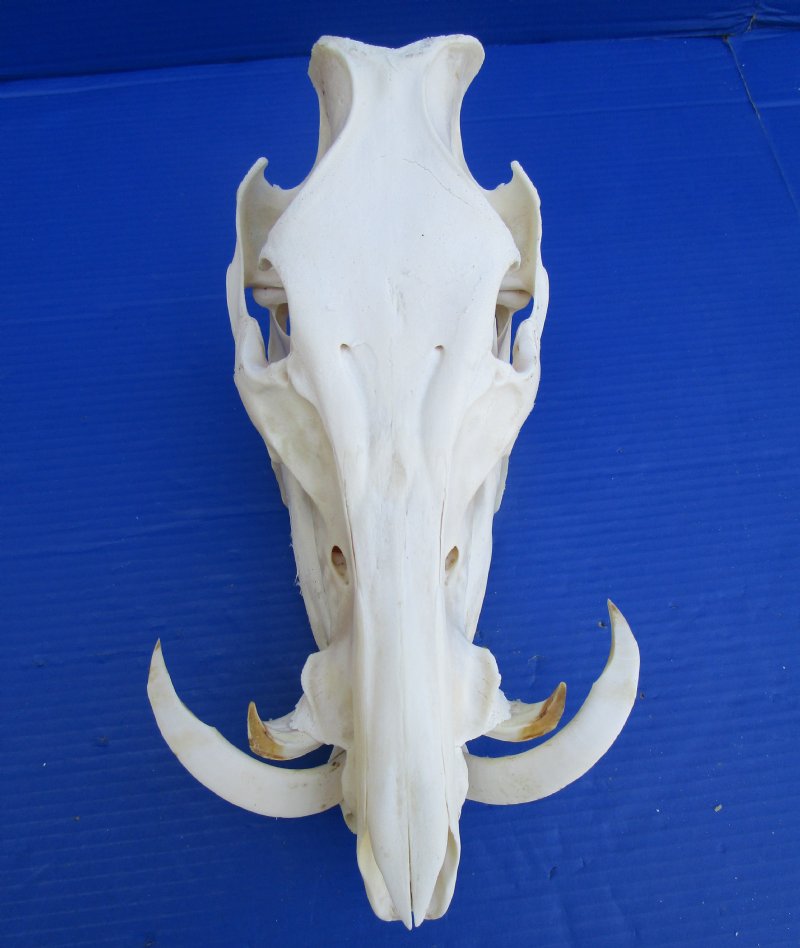 Wild Boar Tusks Skull