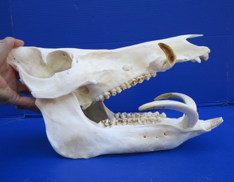 Wild Boar Skull With Tusks