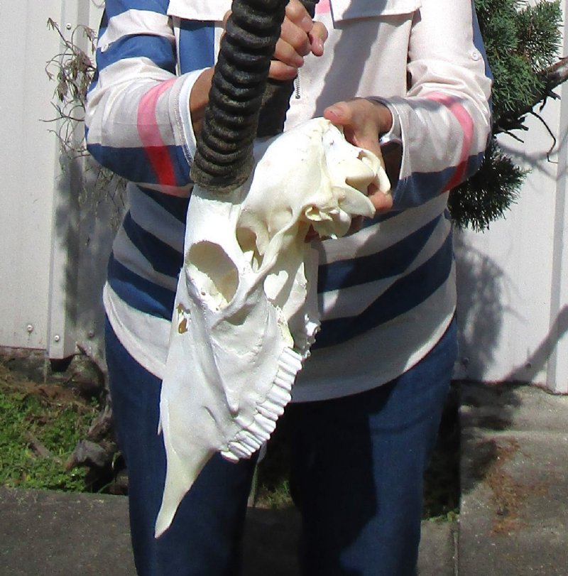 Real Skull 34