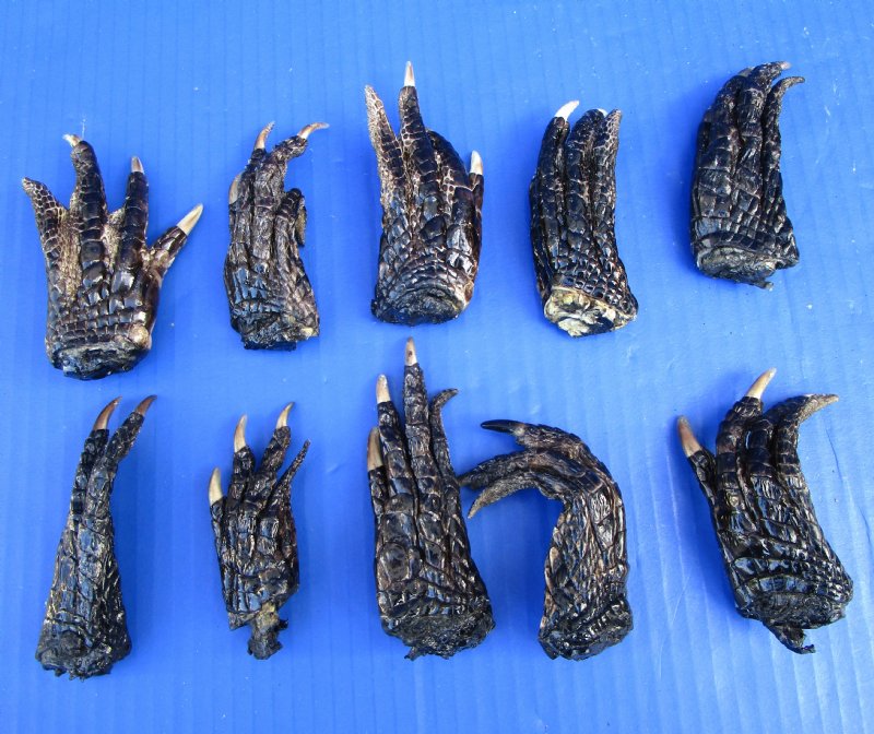 UNISEX great HANDMADE ALLIGATOR FOOT