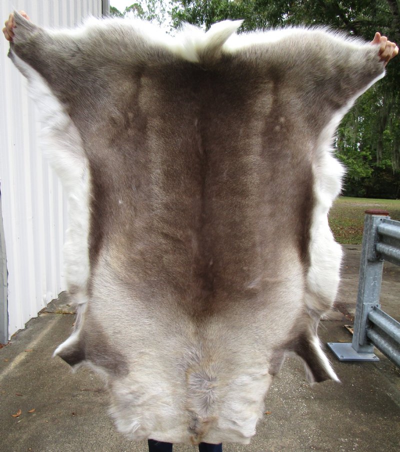 Authentic Reindeer Hide, Skin, Fur 46 by 41 inches