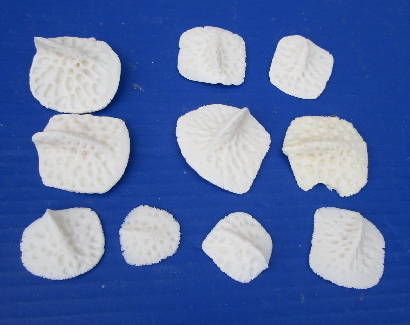 Buy Real Alligator Osteoderm Bones Wholesale