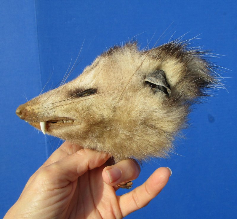 5-3/4 inches North American Opossum Head | Possum Head
