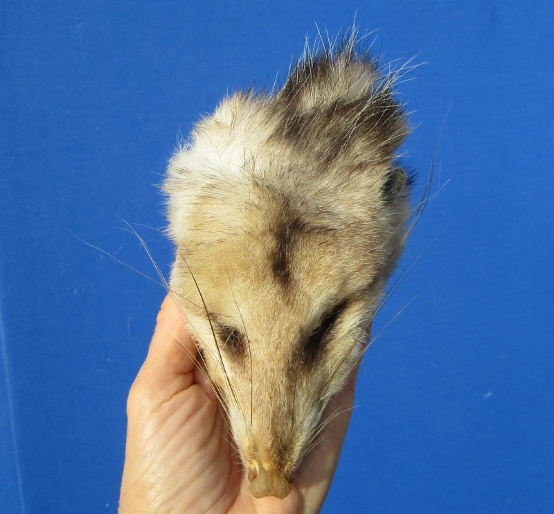 5-3/4 inches North American Opossum Head | Possum Head