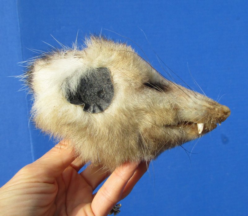5-3/4 inches North American Opossum Head | Possum Head