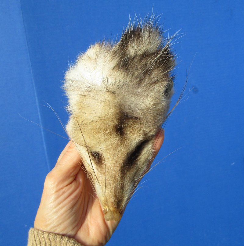 5-3/4 inches North American Opossum Head | Possum Head