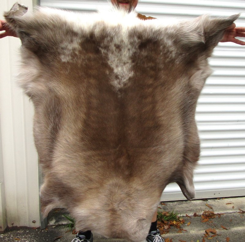 Real Reindeer Hide from Finland