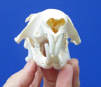 3-1/2 Inches American Ground Skull, Woodchuck Skull for Sale