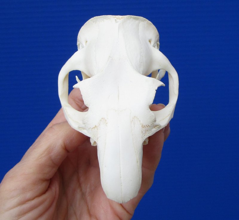 3-1/2 Inches American Ground Skull, Woodchuck Skull for Sale