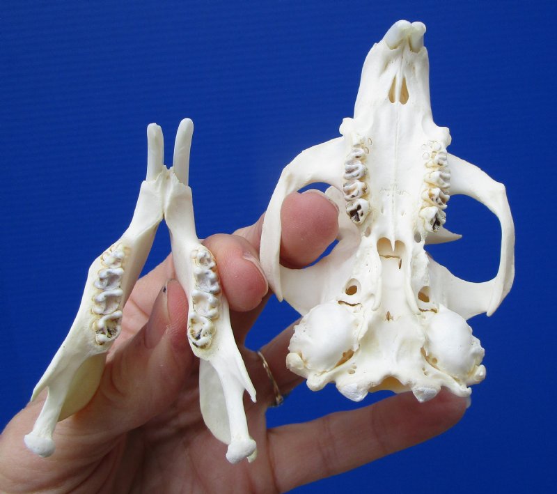 3-1/2 Inches American Ground Skull, Woodchuck Skull for Sale