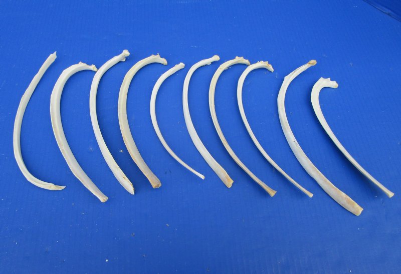 10 Wild Hog Rib Bones for $1.50 each 9-1/2 to 13 inches