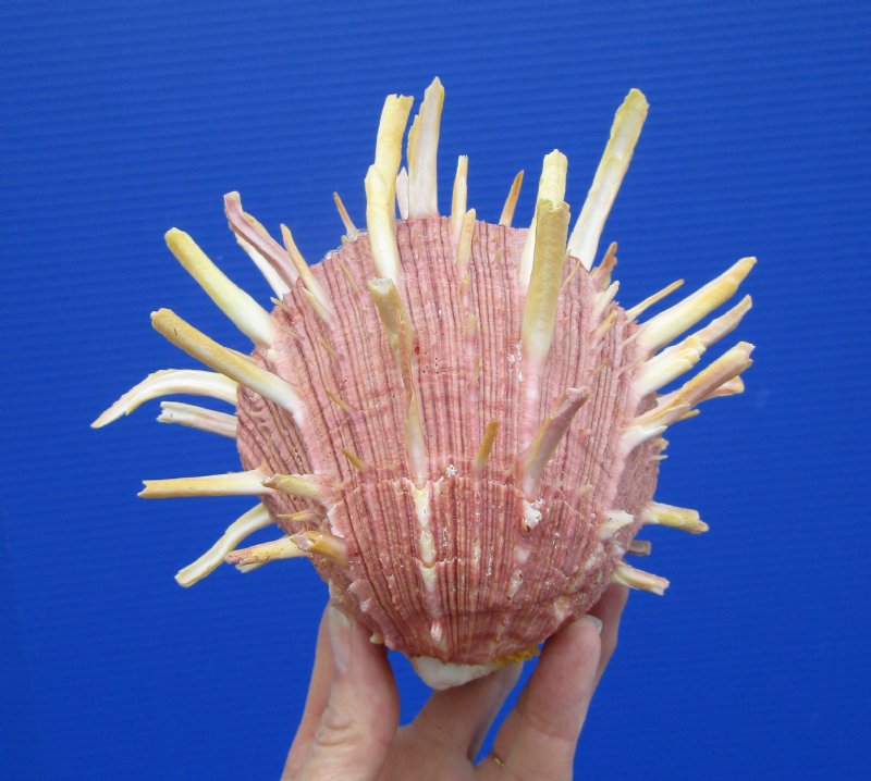 6-1/2 by 6 inches Large Regal Thorny Oyster, Spondylus Regius