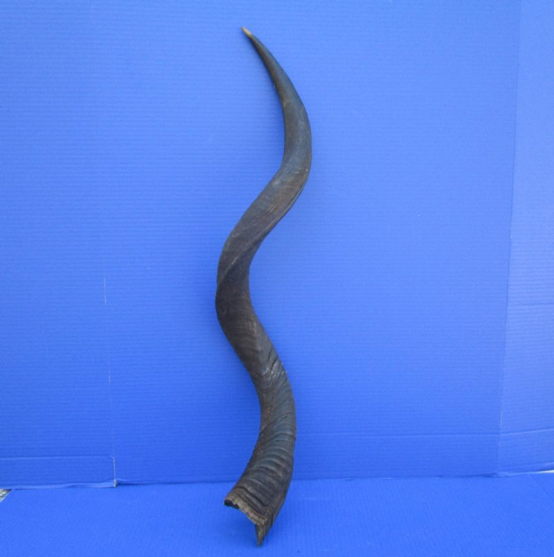 36 inches Natural Kudu Horn (27-3/4 inches Straight)