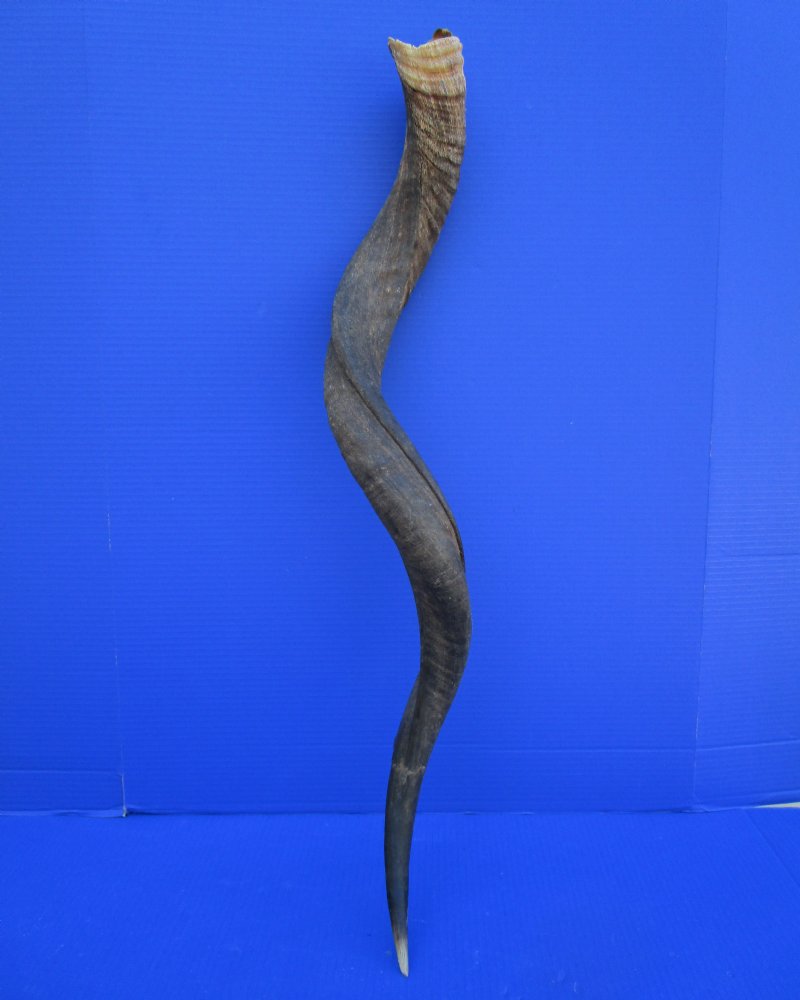 39 inches Natural Kudu Horn (31-7/8 inches Straight)