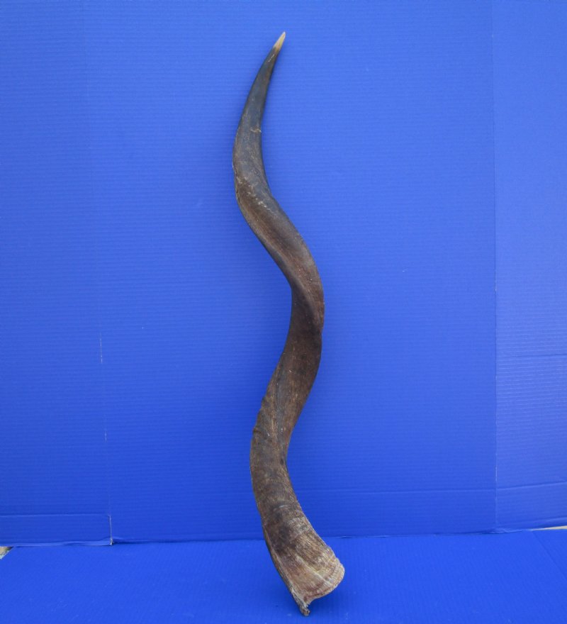 39 inches Natural Kudu Horn (31-7/8 inches Straight)