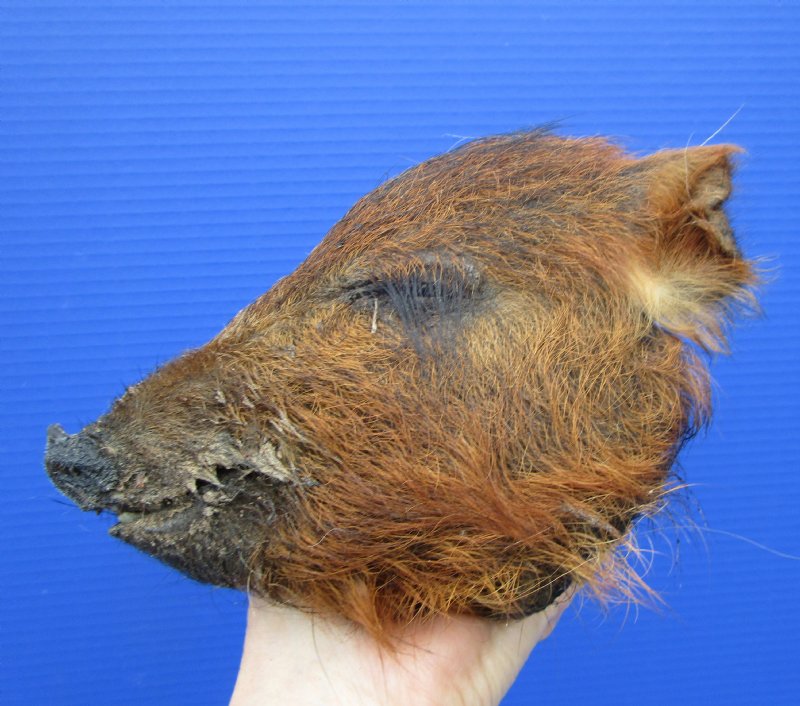 7 inches Preserved Georgia Wild Boar Head with Reddish Brown Fur