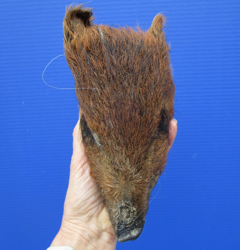 7 inches Preserved Georgia Wild Boar Head with Reddish Brown Fur