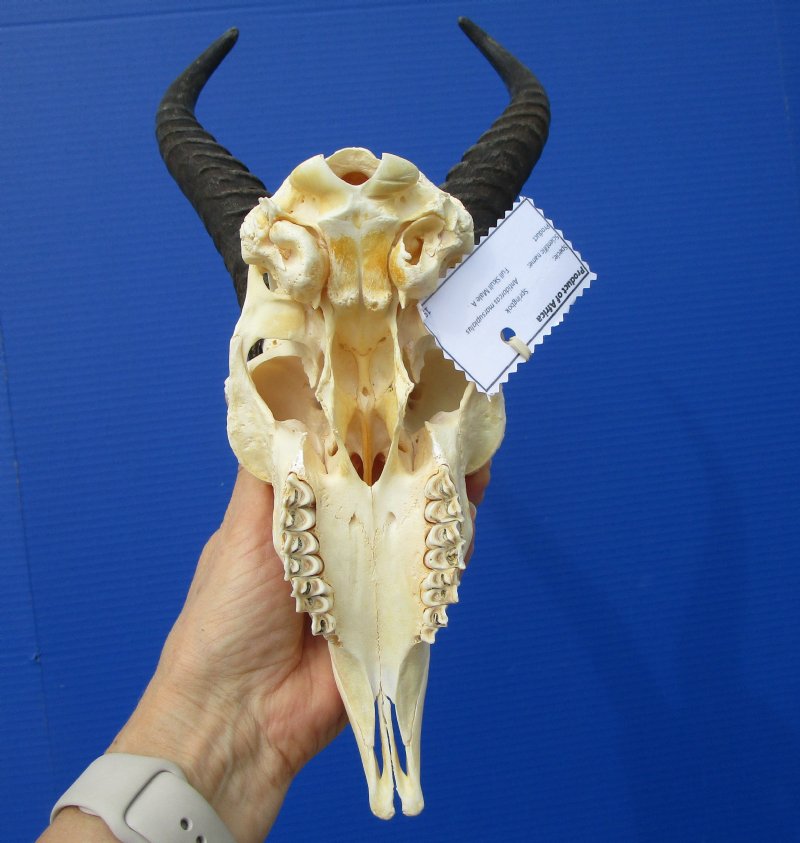 Good Quality African Springbok Skull with 9-1/2 and 9-3/4 inches Horns
