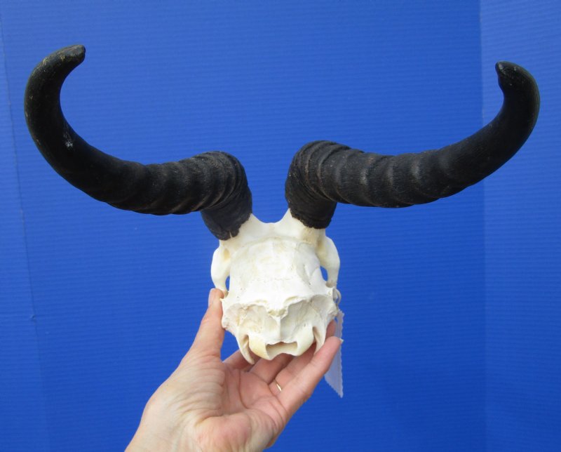 African Springbok Skull for Sale with 10 inches Horns
