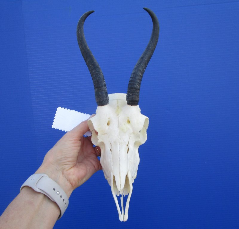 African Female Springbok Skull with 61/2-inches Horns