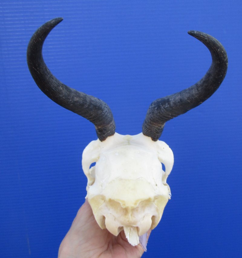 African Female Springbok Skull with 61/2-inches Horns