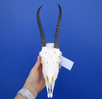 African Female Springbok Skull with 6-1/2 and 7-1/4 inches Horns