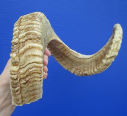 Buy Ram Horns | Sheep Horns | Wholesale | Individually