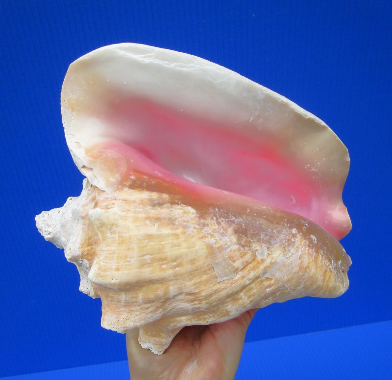 8 by 7 inches Queen Conch Shell