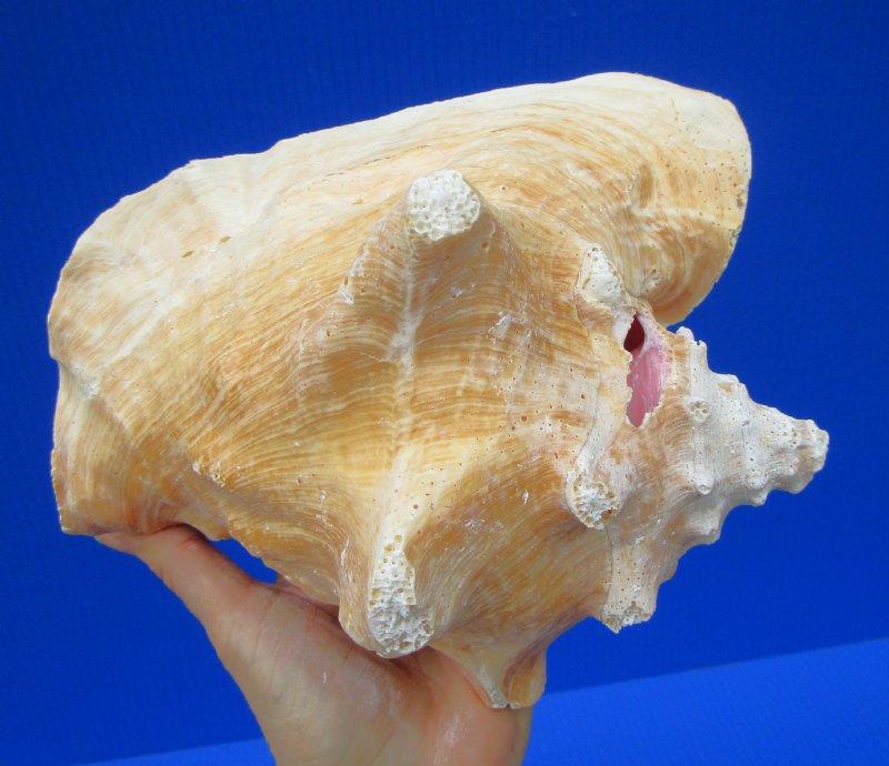 8 by 7 inches Queen Conch Shell