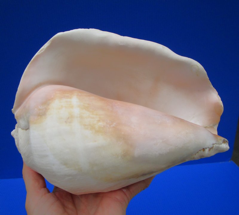 7-3/4 by 5-3/4 inches Authentic Eastern Pacific Giant Conch Shell