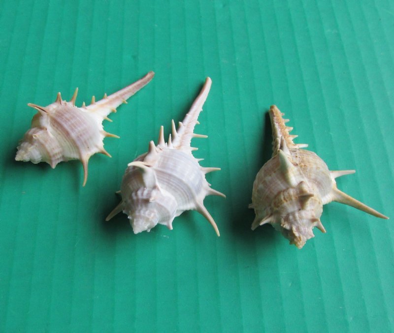 2 to 2-3/4 inches Small Spiny Murex Shells, Murex Ternispina, with ...