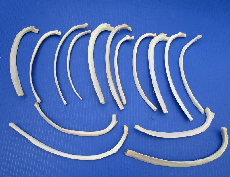 15 Wild Boar Rib Bones - 8 to 12 inches