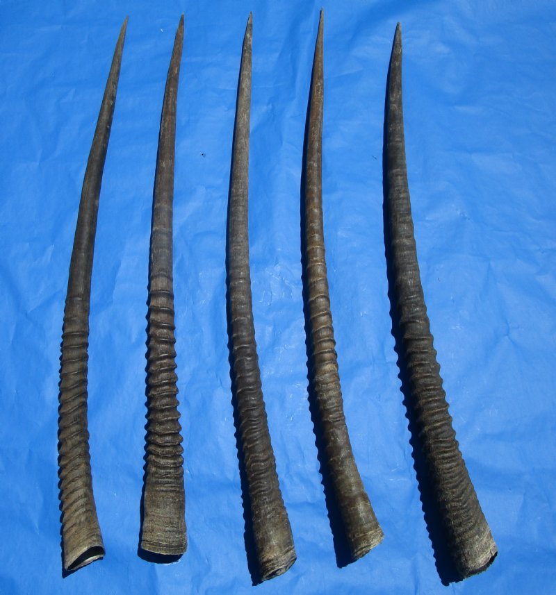5 Large Authentic Gemsbok Horns, Oryx Horns 34 inches long