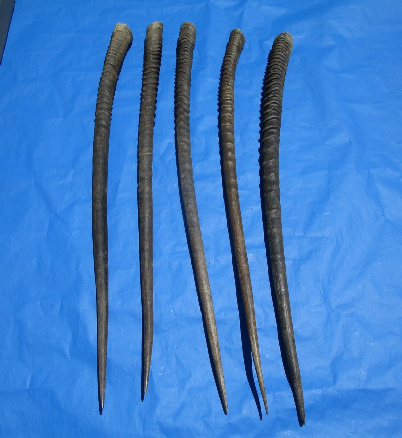 5 Large Authentic Gemsbok Horns, Oryx Horns 34 inches long