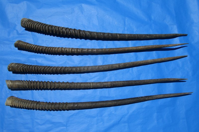 5 Large Authentic Gemsbok Horns, Oryx Horns 34 inches long
