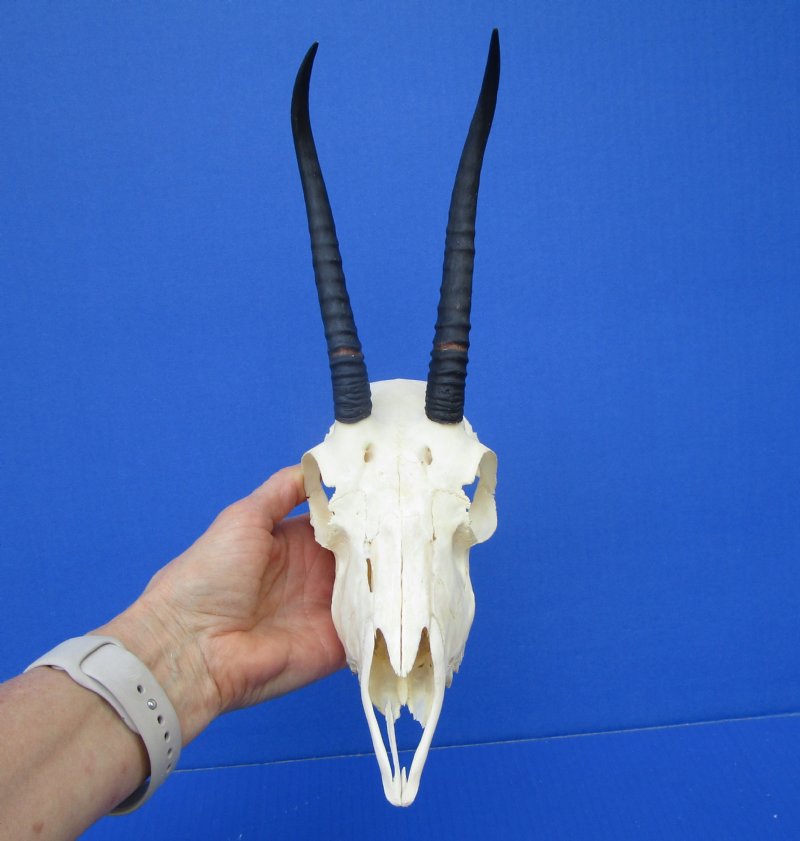 Authentic Female Springbok Skull with 6-3/4 and 6-7/8 inches Horns