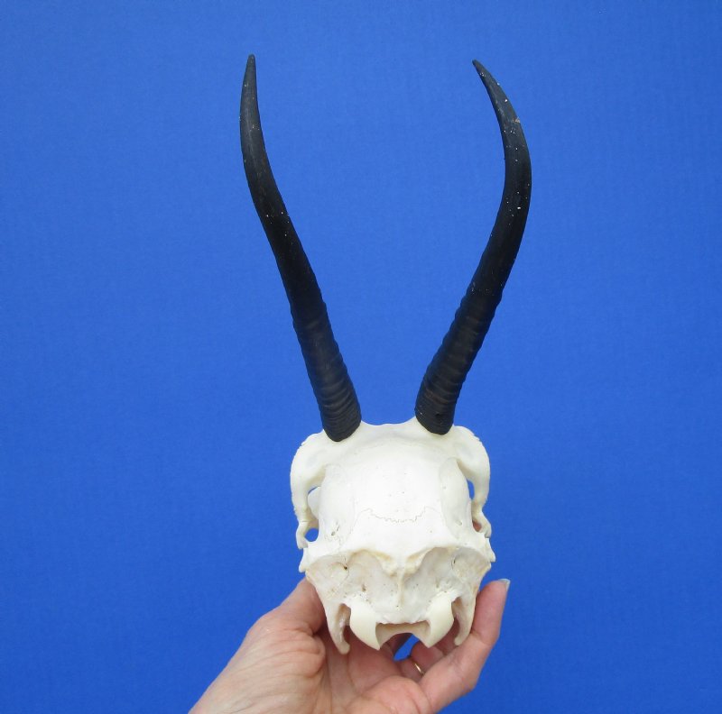 Authentic Female Springbok Skull with 6-3/4 and 6-7/8 inches Horns