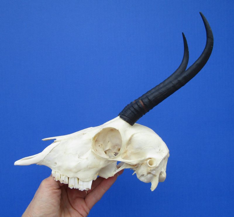 Authentic Female Springbok Skull with 6-3/4 and 6-7/8 inches Horns