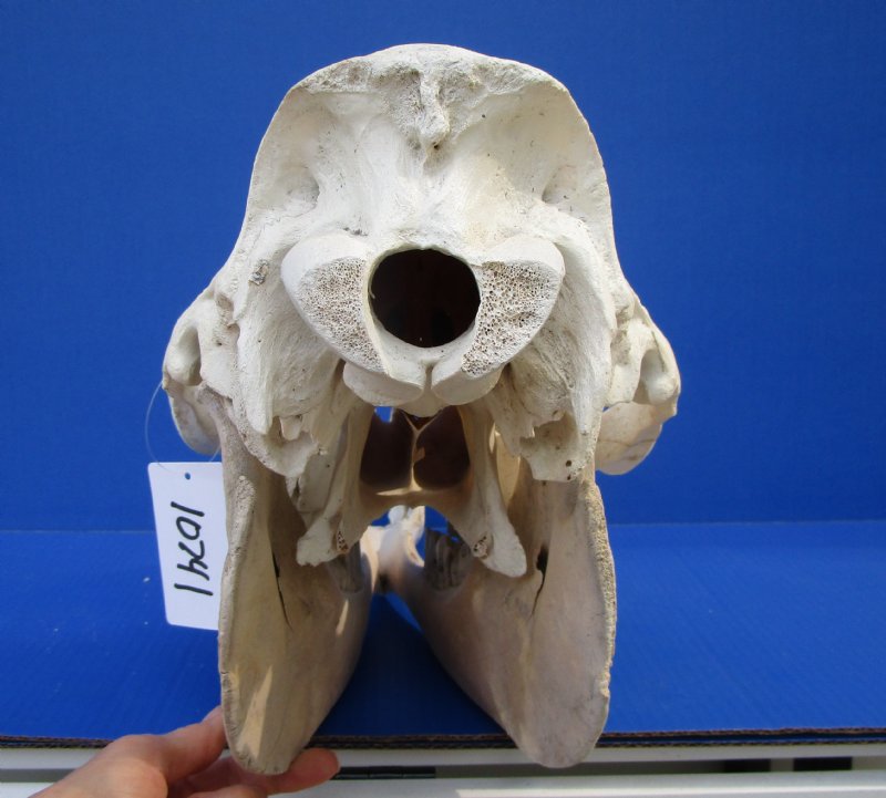 17 inches One Hump Camel Skull