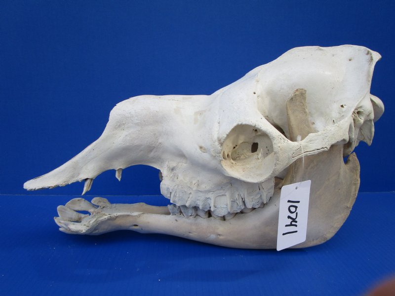 17 inches One Hump Camel Skull