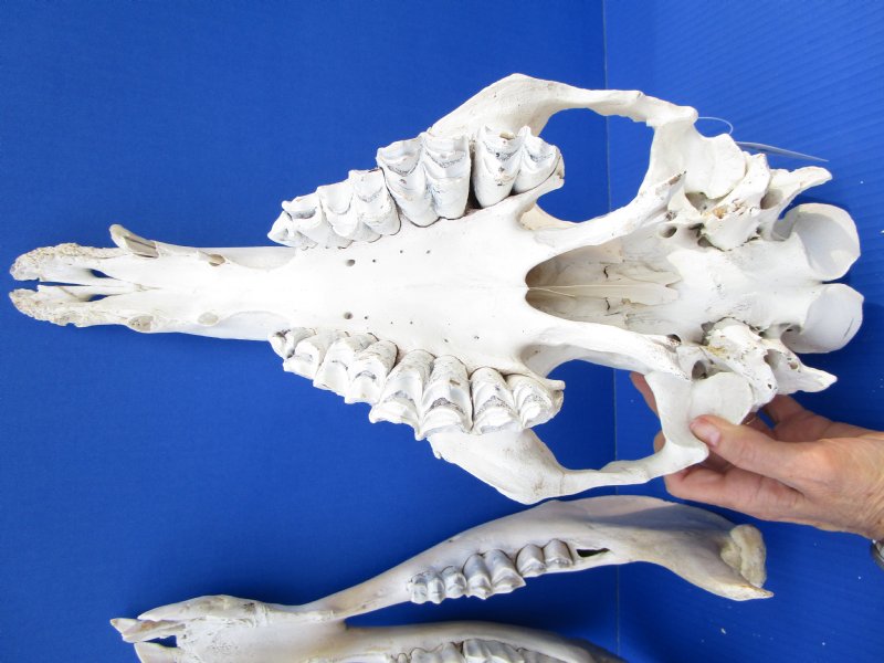 17 inches One Hump Camel Skull
