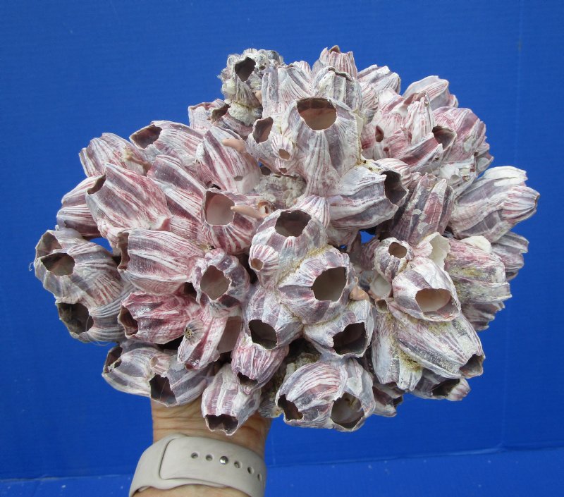 Purple Barnacle Cluster | 10 x 8 x 5 inches | $19.99