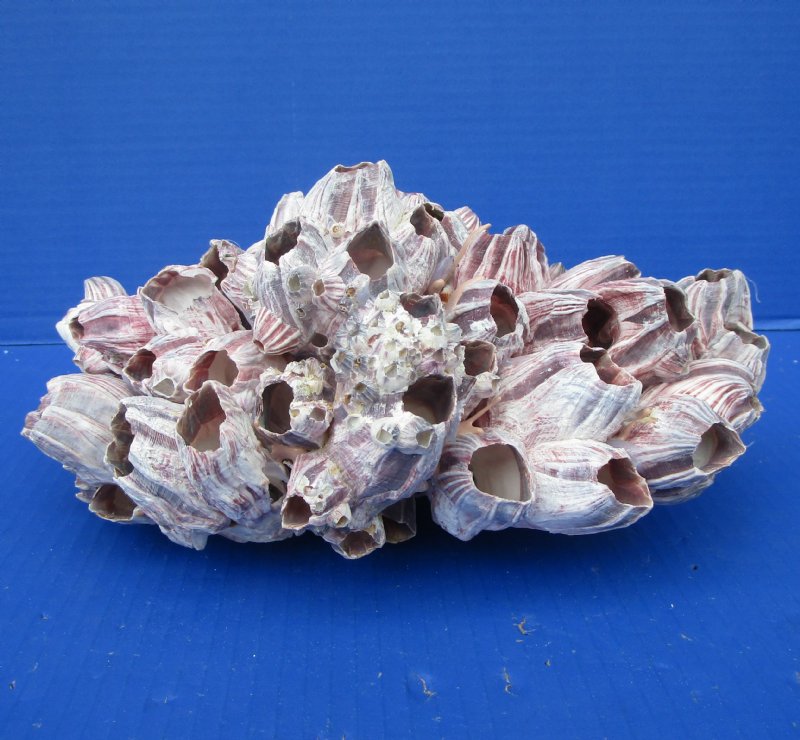 Purple Barnacle Cluster | 10 x 8 x 5 inches | $19.99