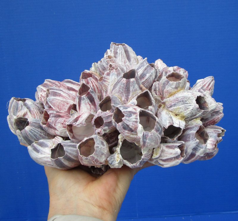 Purple Barnacle Cluster | 10 x 8 x 5 inches | $19.99