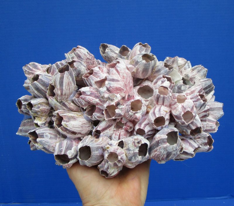 Purple Barnacle Cluster | 11 x 8-1/4 inches | $19.99