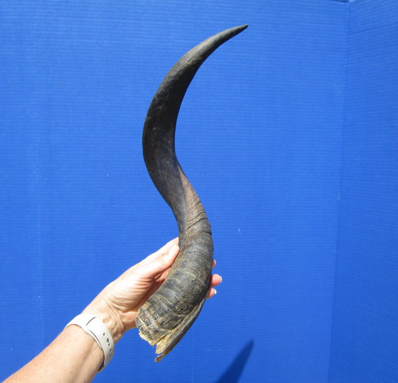 Authentic African Kudu Horn 24-3/4 inches
