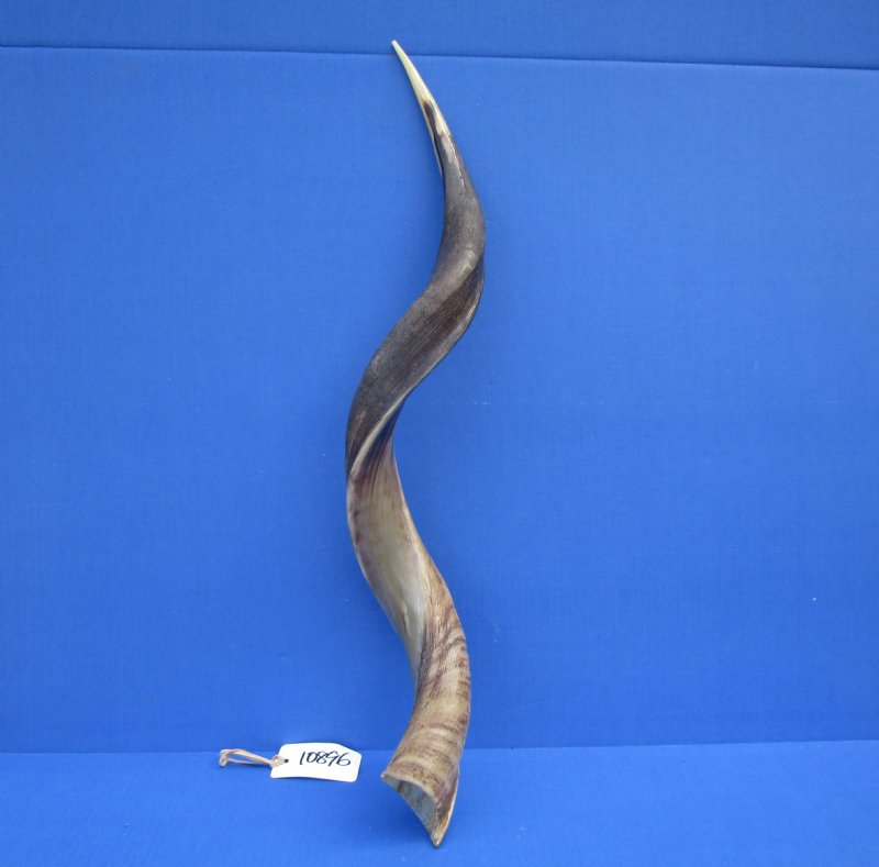 32-1/2 inches Half-Polished African Kudu Horn